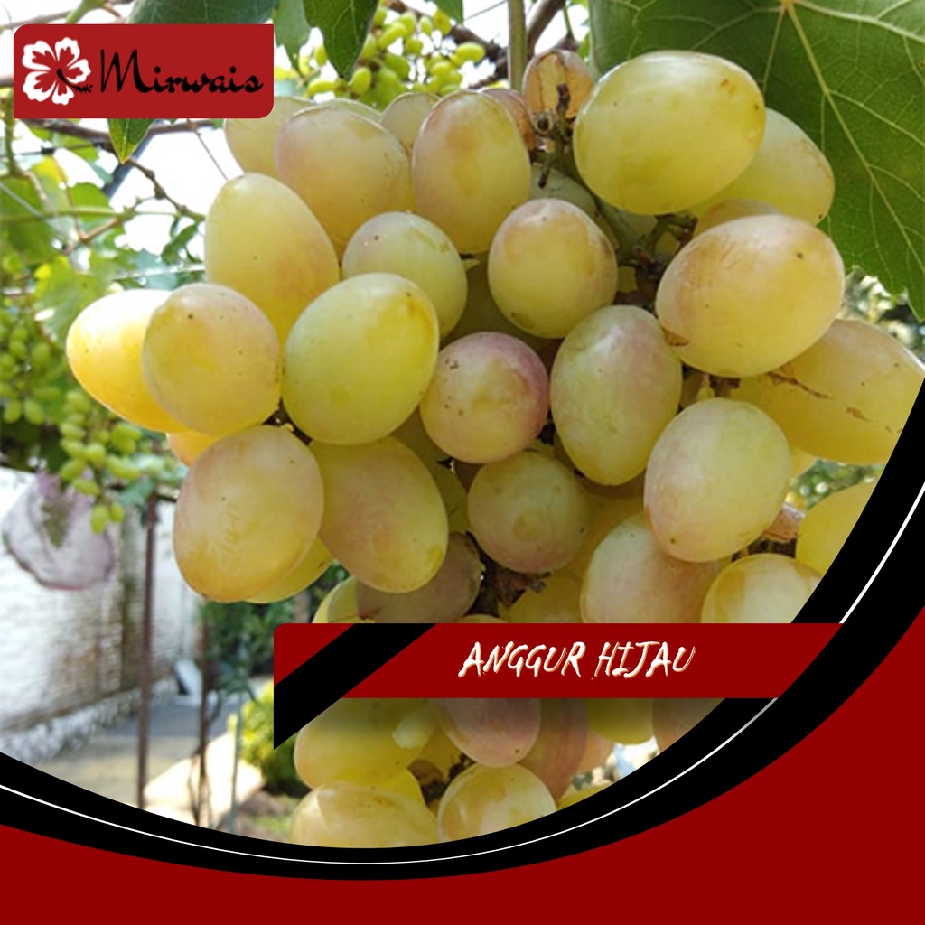 Jual 3 Tanaman Anggur Hijau Manis - (Mirwais) | Shopee Indonesia