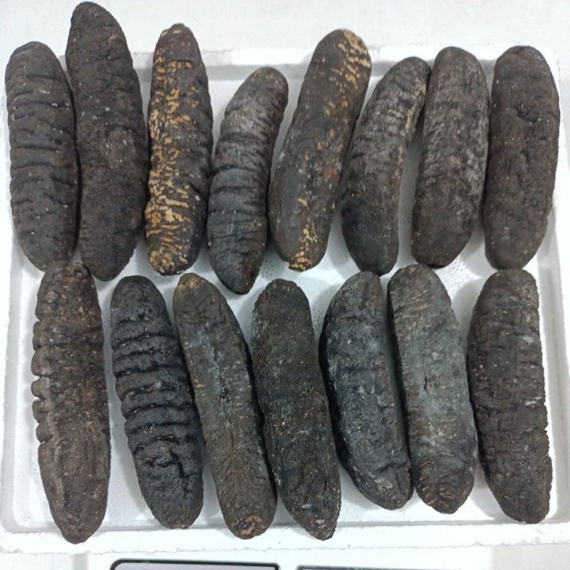 Jual haisom hoisem teripang isi 30pcs/kg | Shopee Indonesia