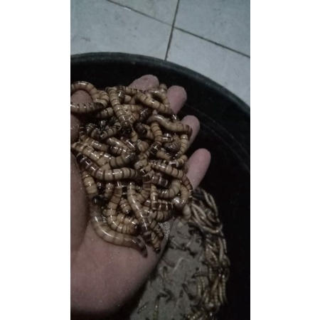 Jual Ulat Jerman per 200gram | Shopee Indonesia