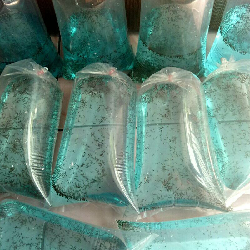 Jual encu / jentik nyamuk | Shopee Indonesia