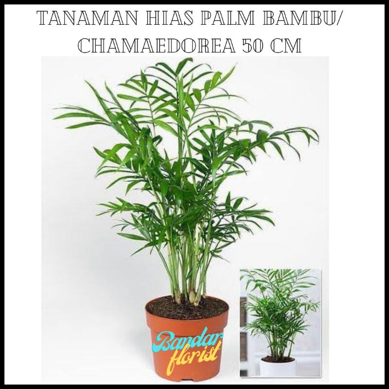 Jual palem bambu -Tanaman hias palm bambu- palem chamaedorea | Shopee ...