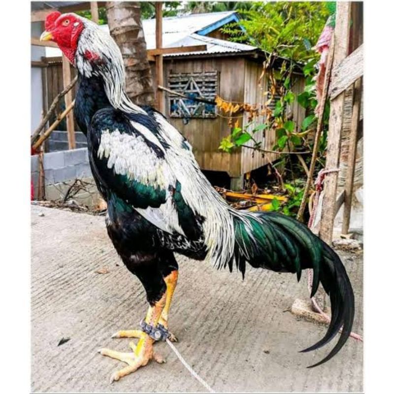 Jual TELUR AYAM SHAMO JEPANG / AYAM ADUAN JEPANG SUPER BESAR | Shopee ...