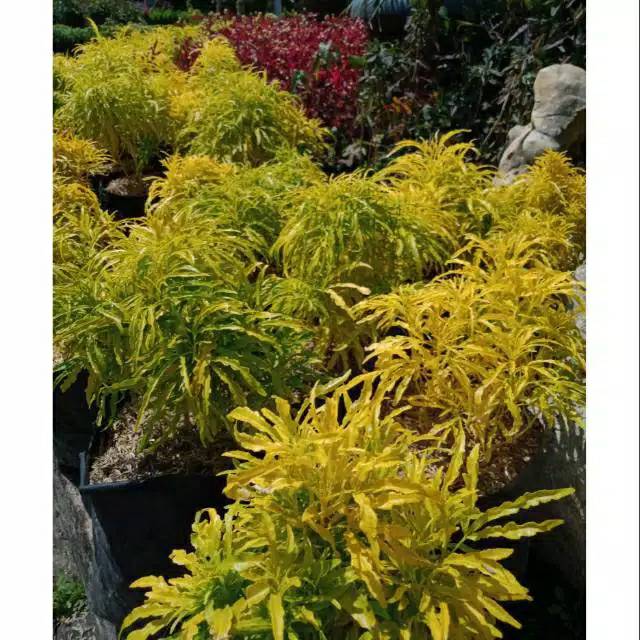 Jual Tanaman hias brokoli kuning | Shopee Indonesia