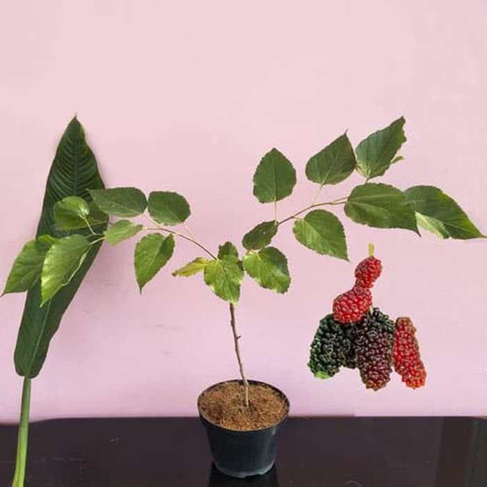 Jual Bibit tanaman buah murbei (mulberry / Murbai) | Shopee Indonesia