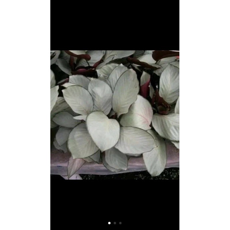Jual Calathea Silver - Maranta Silver Tanaman Hias Indoor | Shopee ...