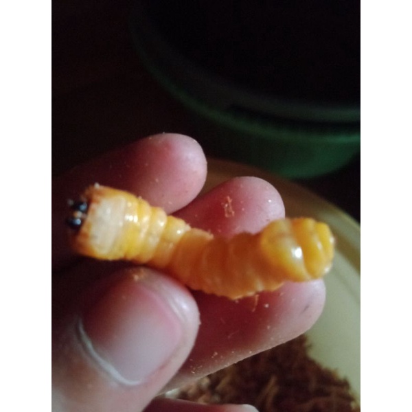 Jual uter ulat kayu umpan pancing super gacor per 50 ekor plus bonus ...