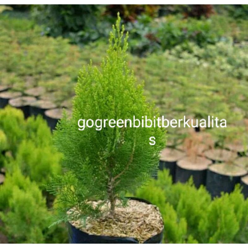 Jual Bibit bunga cemara kipas cemara | Shopee Indonesia