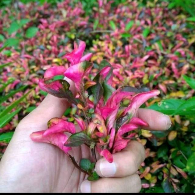 Jual KROKOT MERAH / TANAMAN LIST TAMAN KEROKOT MERAH | Shopee Indonesia