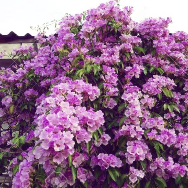 Jual tanaman bunga garlic vine | Shopee Indonesia