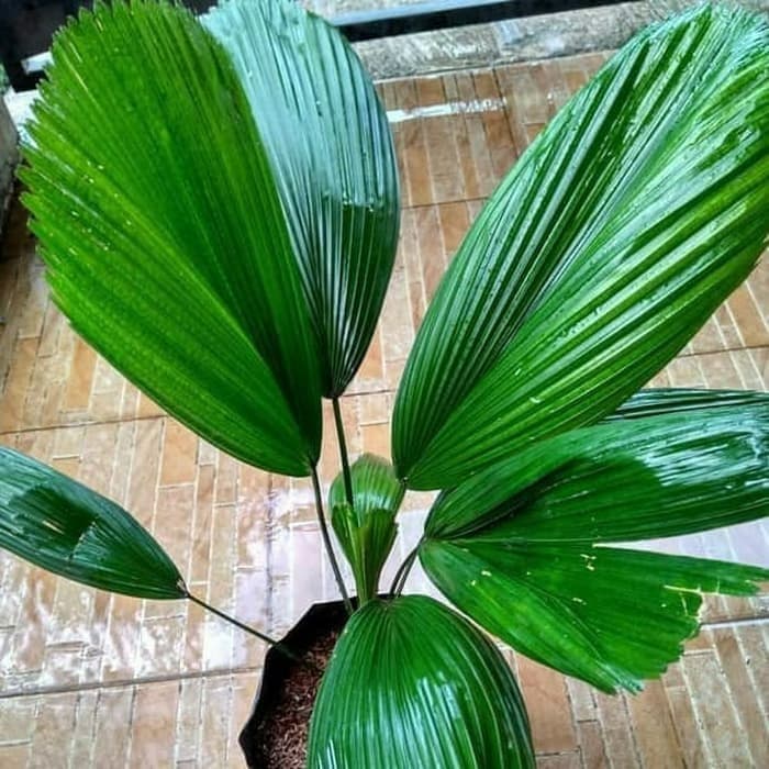 Jual tanaman hias palem kol - pohon palem kol - chol - col | Shopee ...