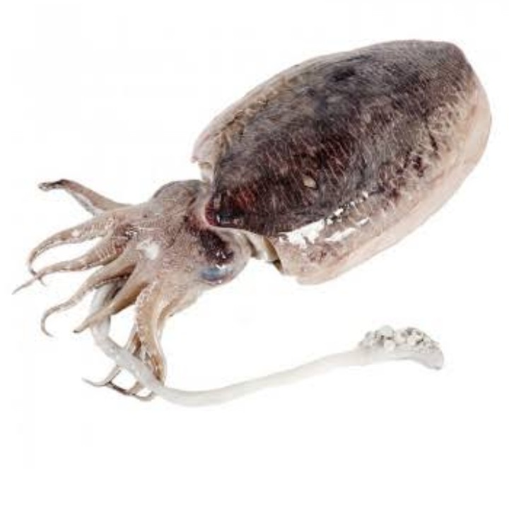 Jual Sotong Segar 1000 gram | 1 kg | Shopee Indonesia