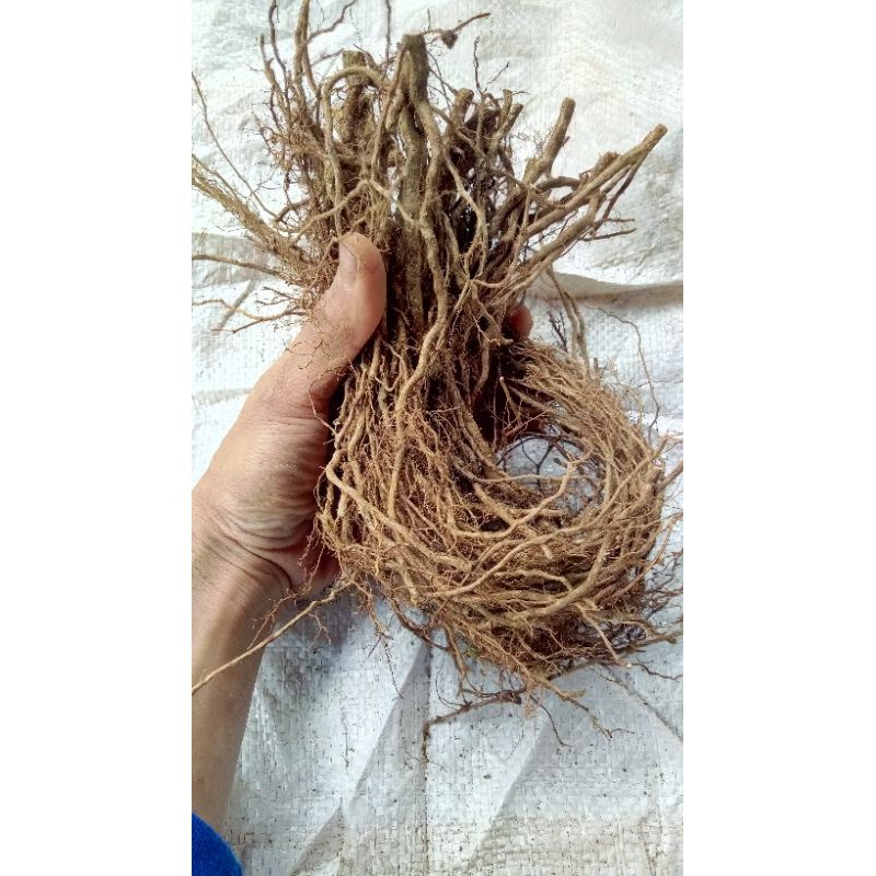 Jual AKAR SENGGANI 100 GRAM / AKAR SENGGANI AQUASCAPE BUAT LILITAN ...