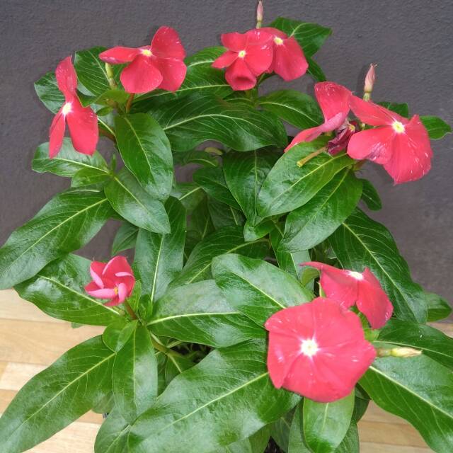 Jual Tanaman Hias Vinca Duduk Import (Merah tua) | Shopee Indonesia