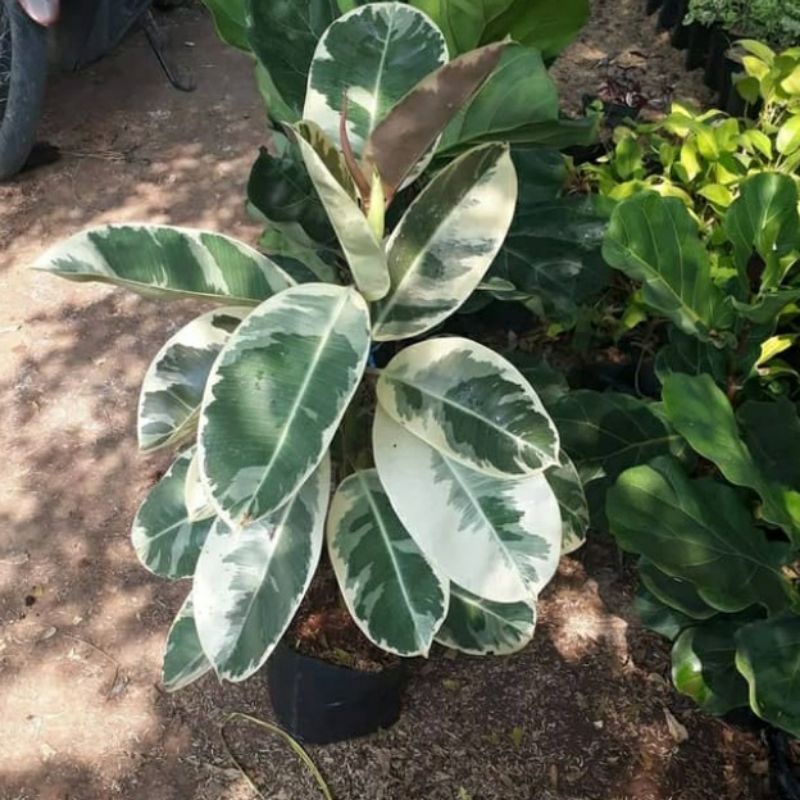Jual tanaman hias karet kebo varigata/ ficus elastica variegata ...