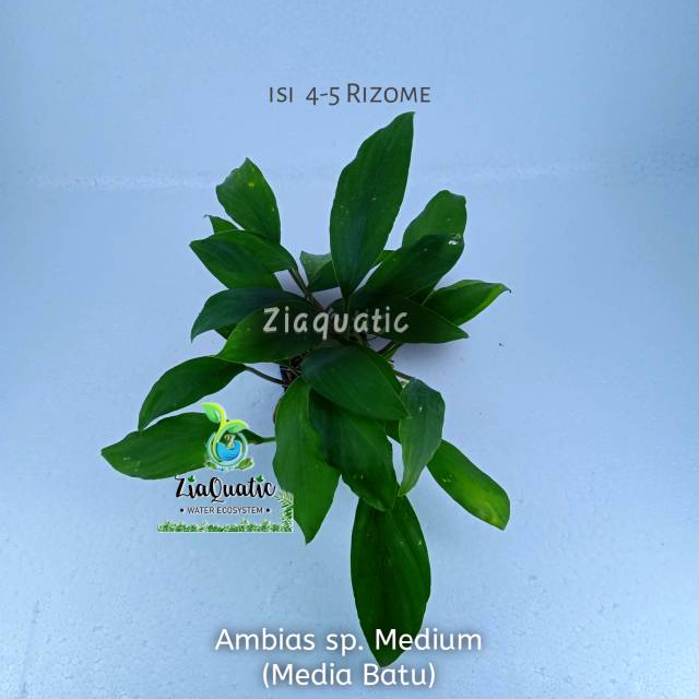 Jual Anubias Sp. Medium (Media Batu) | Shopee Indonesia