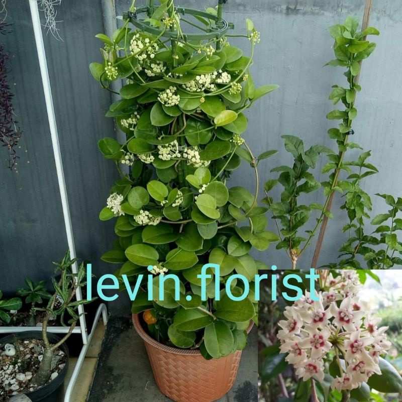 Jual [RIMBUN] Melati hoya rambat wangi / hoya australis bibit tanaman ...