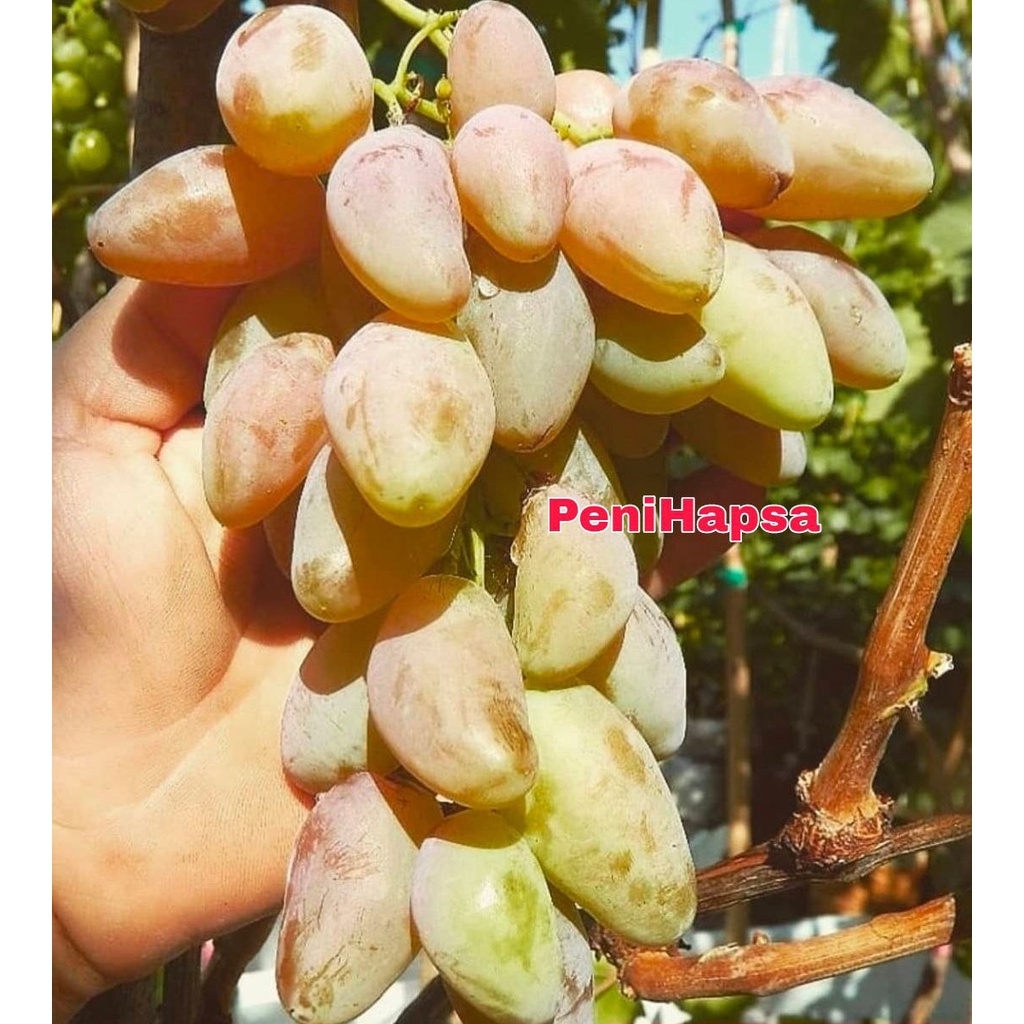 Jual Bibit Anggur Dixon Hasil Grafting Cepat Berbuah | Shopee Indonesia