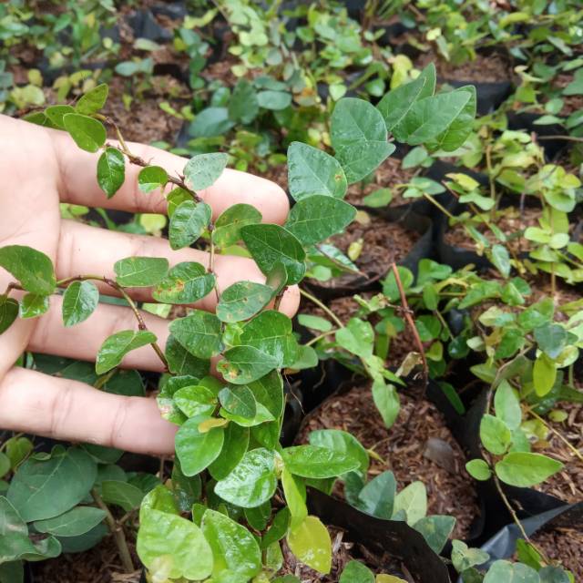 Jual Tanaman rambat dolar kecil - tanaman dollar kecil - tanaman rambat ...