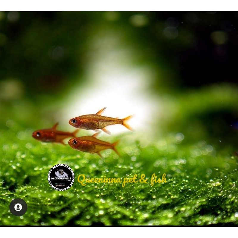 Jual Ikan Hias Amandae | Shopee Indonesia