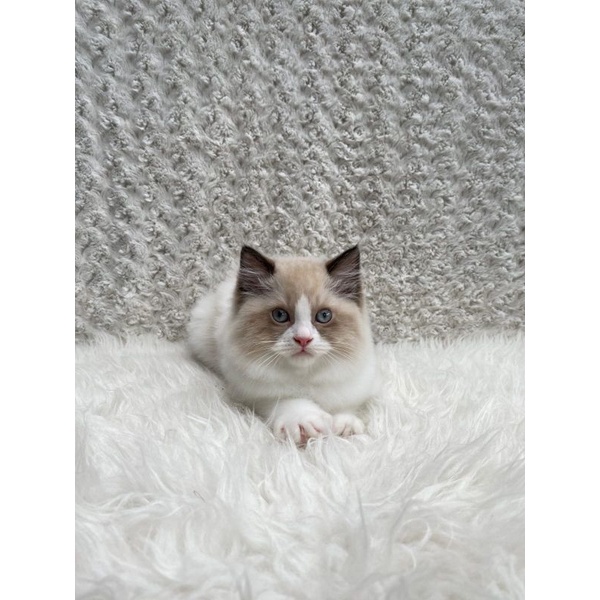 Jual Ragdoll Simetris | Shopee Indonesia