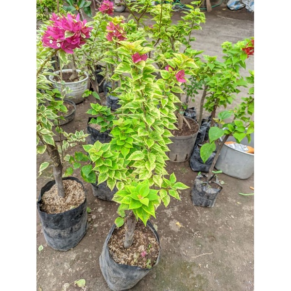 Jual Bogenvile Singapore Varigata 3 Warna Batang Besar Shopee Indonesia