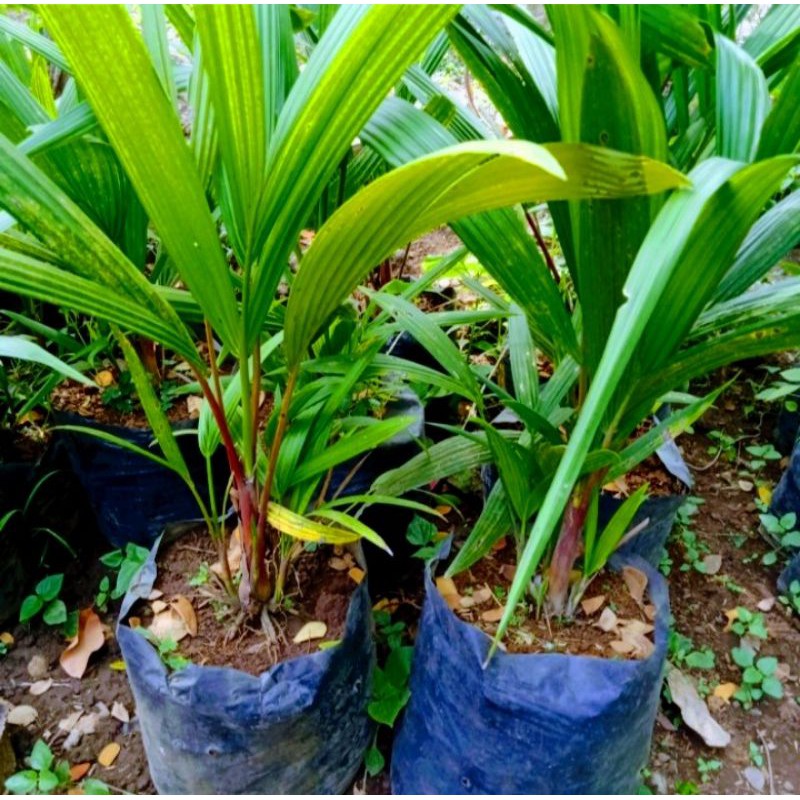 Jual Tanaman Hias Palem Pinang Merah (Cyrtostachys renda ...