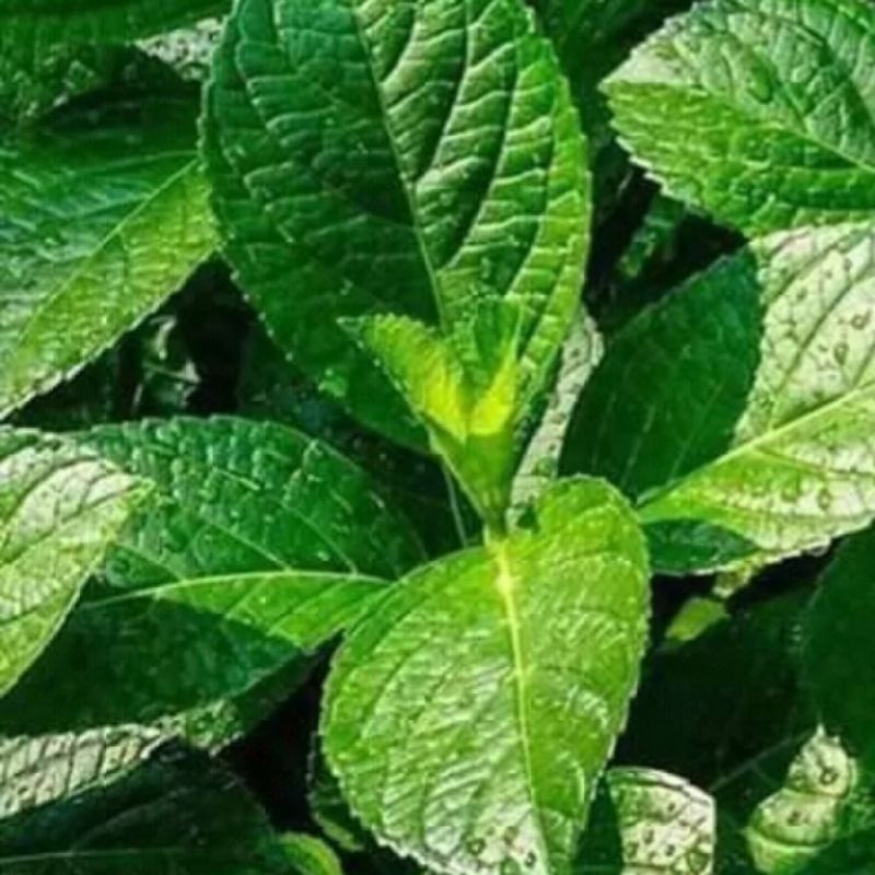 Jual JUAL DAUN PECAH BELING SEGAR PER 200g | Shopee Indonesia