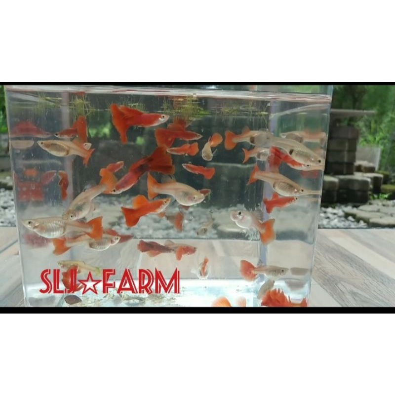 Jual guppy blonde red tail | Shopee Indonesia