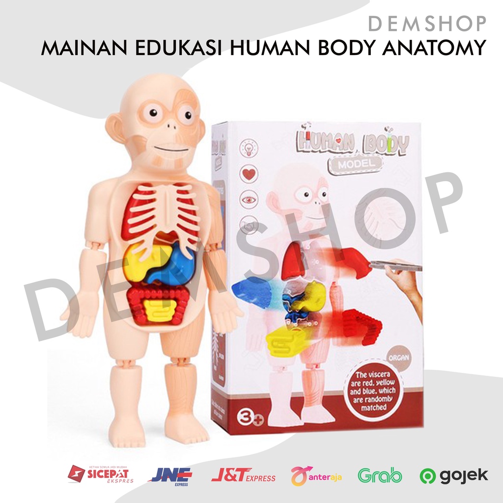 Jual Human Body Anatomy, Mainan edukasi belajar organ anggota tubuh anak | Shopee Indonesia