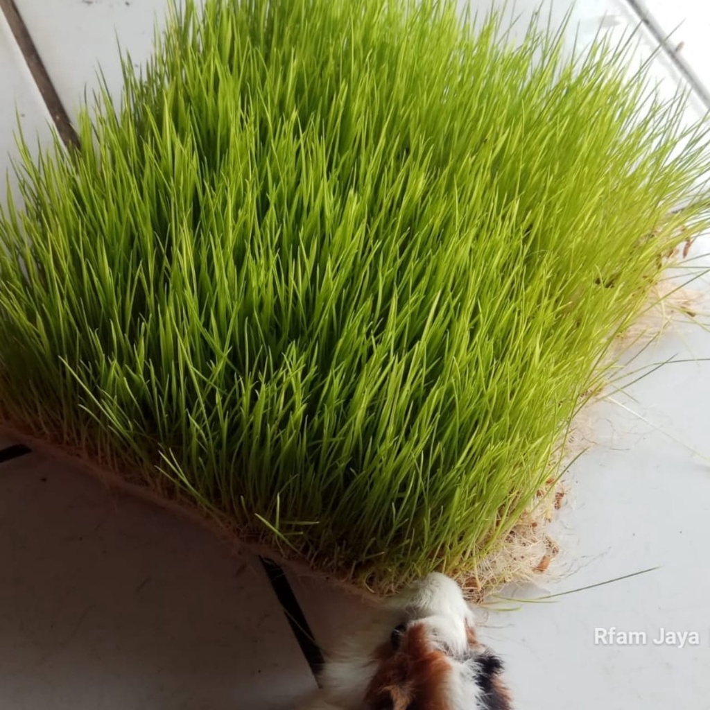 Jual FODDER RUMPUT HIJAU SEGAR 500 GRAM PAKAN MARMUT KELINCI GUINEA PIG ...