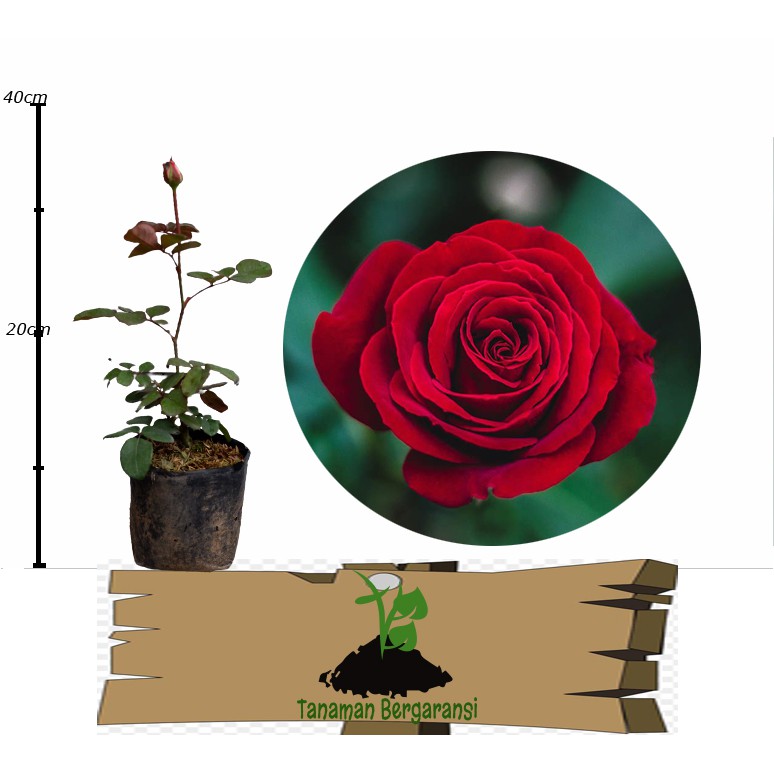 Jual Tanaman Bunga Mawar Merah Maroon (rosa sp)Berbunga Besar | Shopee ...