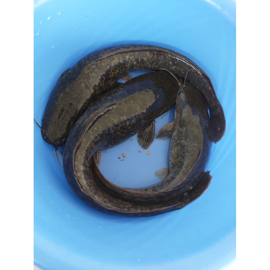 Jual Ikan Lele Segar 1 Kg | Shopee Indonesia