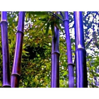 Jual Ready Biji benih Bambu Ungu Unggul | Shopee Indonesia