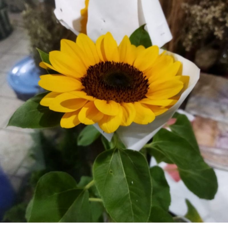 Jual bunga matahari import asli fresh cantik per 10 tangkai | Shopee ...