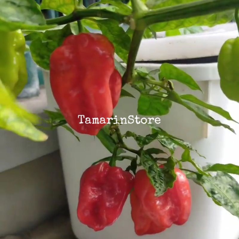 Jual Biji Benih Cabe Katokkon Super Asli Toraja ( 5 Biji ) | Shopee ...