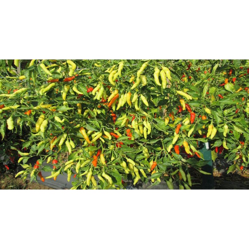 Jual cabe rawit ijo 1000g | Shopee Indonesia