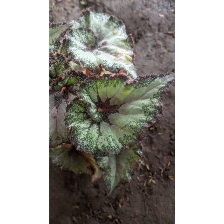 Jual begonia keong pink (REAL PICT) - begunia ungu pink - Tanaman daun ...
