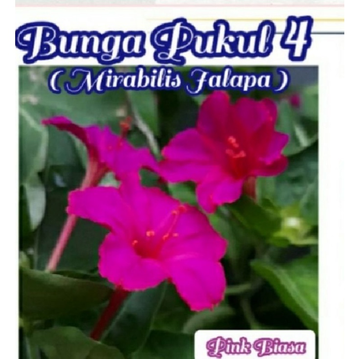 Jual bunga ashar Harga Terbaik & Termurah Oktober 2023 | Shopee Indonesia