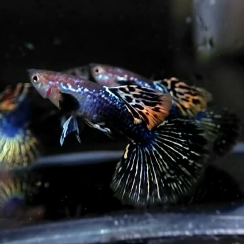 Jual IKAN GUPPY DRAGON BIG EAR | Shopee Indonesia