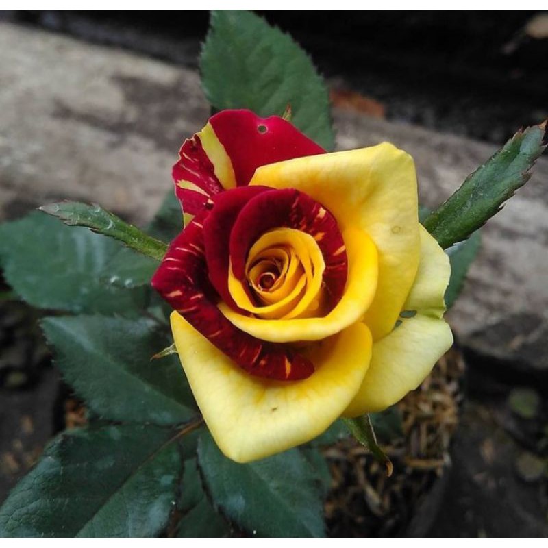 Jual Mawar Batik Mawar Candy Merah Kuning | Shopee Indonesia