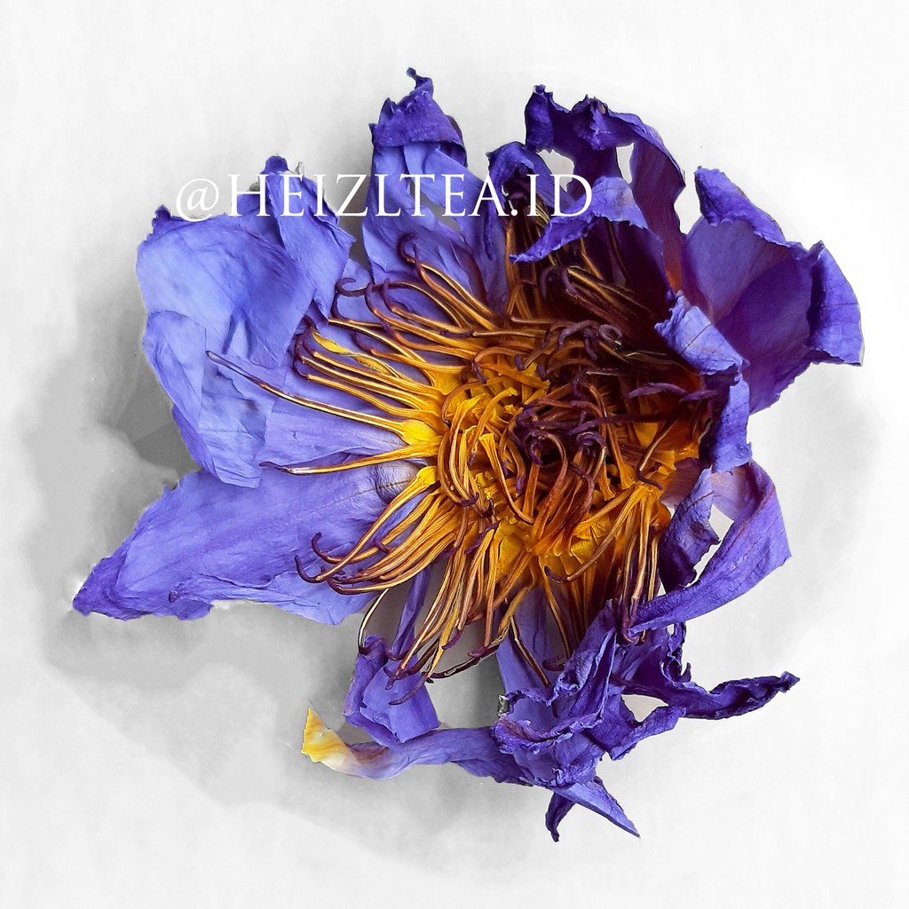 Jual HEIZL Dried Blue Lotus Flower Bunga Lotus Biru Kering For Smoke ...