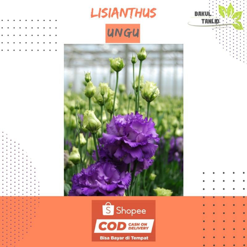 Jual Bunga Lisianthus atau Mawar Tanpa Duri (TANAMAN HIDUP BERKUALITAS ...