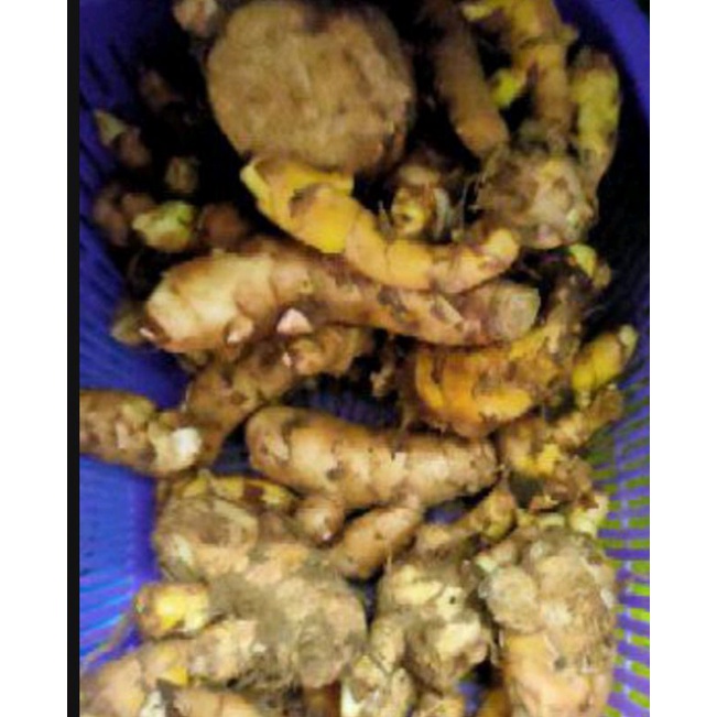 Jual temu giring 1 kg | Shopee Indonesia