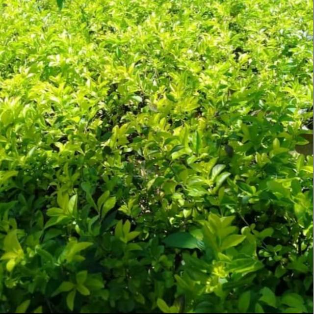 Jual Pohon pangkas kuning - Tanaman hias pagar pohon pangkas kuning ...