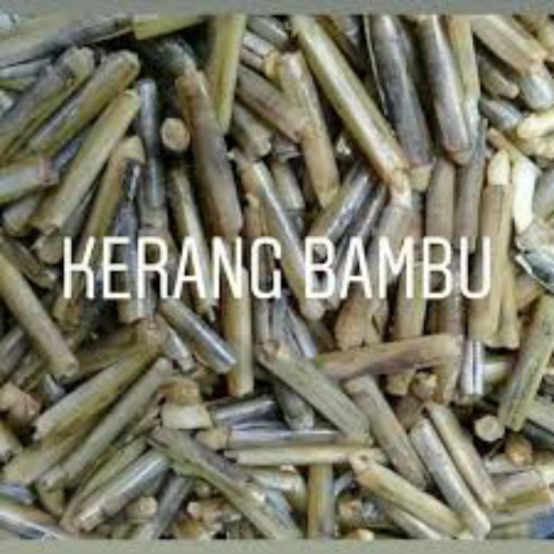 Jual kerang bambu kecil | Shopee Indonesia