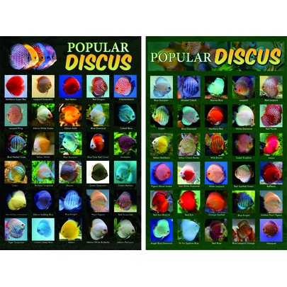 Jual Poster Ikan Discus -- 2 buah poster | Shopee Indonesia
