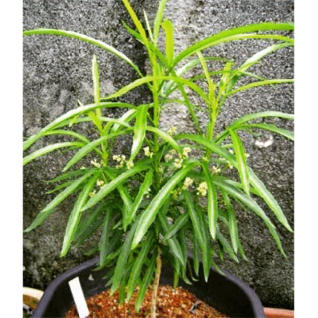 Jual Tanaman zodia (Evodia Sauveolens)| anti nyamuk alami | Shopee ...