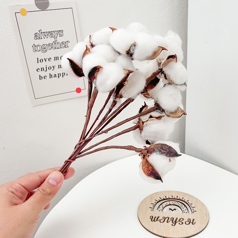 Jual Bunga kapas, dried cotton flower | Shopee Indonesia