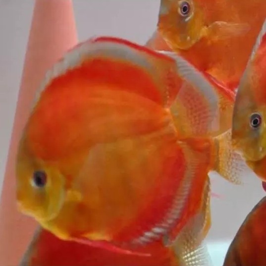 Jual discus sun merah 2" inch. | Shopee Indonesia