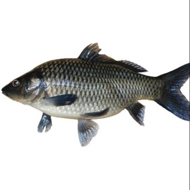 Jual IKAN MAS [1Kg] | Shopee Indonesia